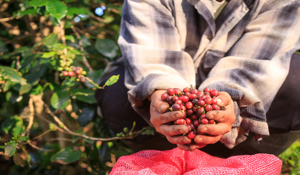 Optimal Climate for Coffee Cultivation | Coffee growing